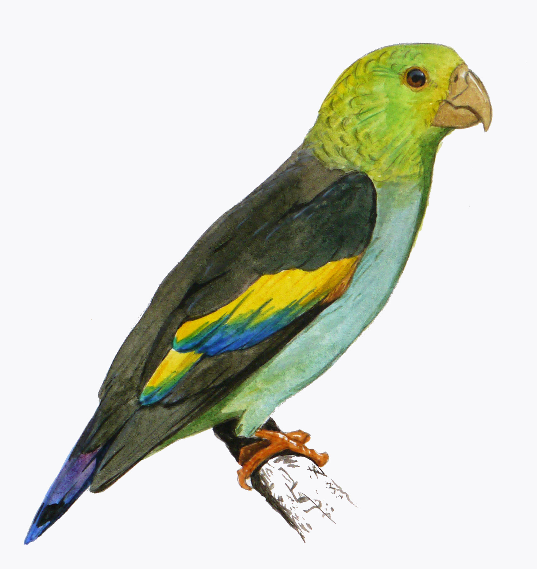 Lilac-tailed Parrotlet (Touit batavicus) :: BirdWeather