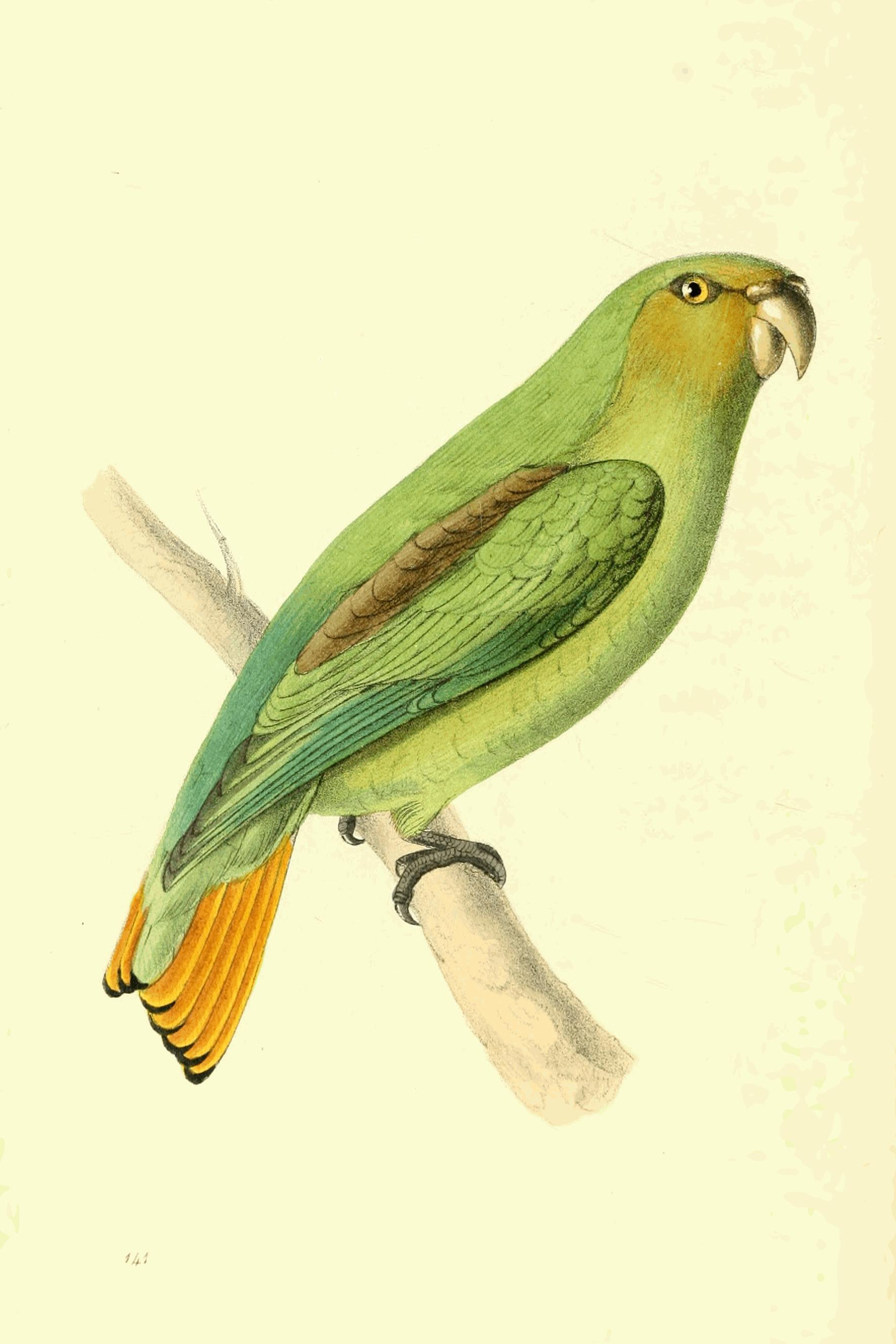 Golden-tailed Parrotlet (Touit surdus) :: BirdWeather