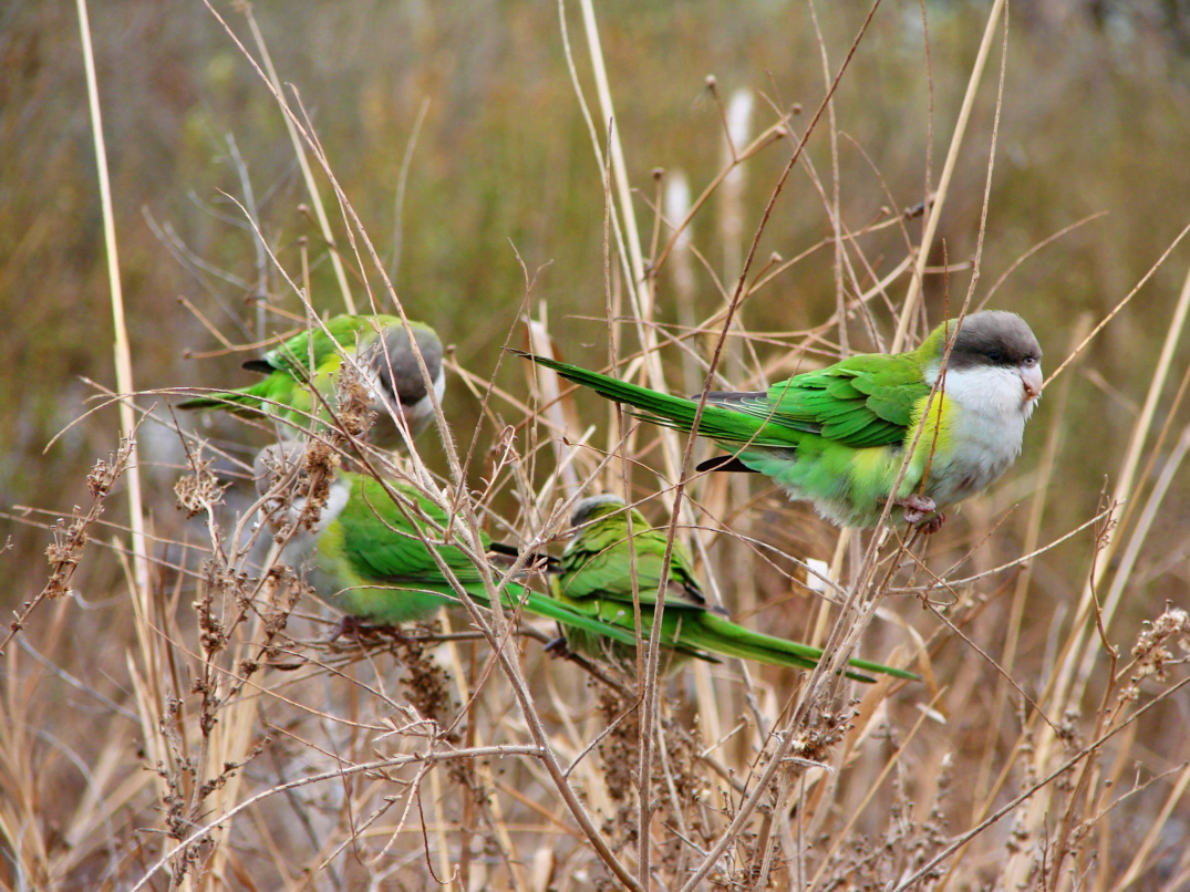 Gray-hooded Parakeet (Psilopsiagon aymara) :: BirdWeather