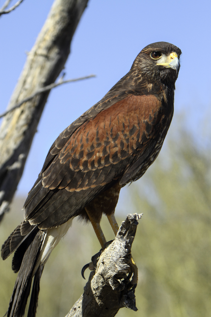 Harris's Hawk (Parabuteo unicinctus) :: BirdWeather