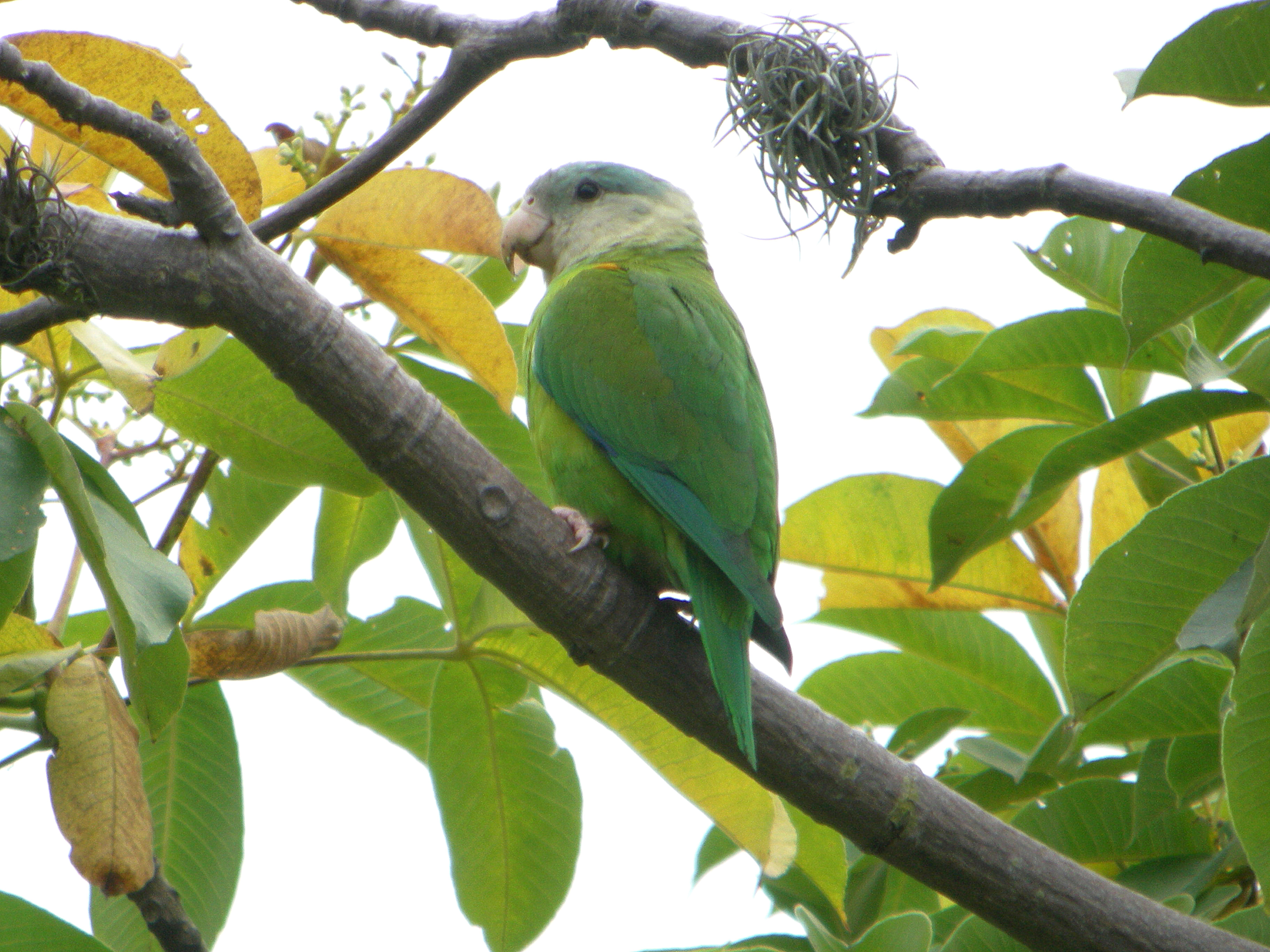 Gray-cheeked Parakeet (Brotogeris pyrrhoptera) :: BirdWeather