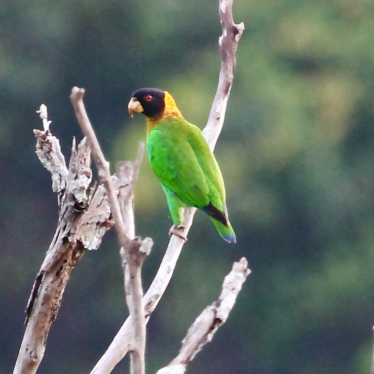 Caica Parrot (Pyrilia caica) :: BirdWeather