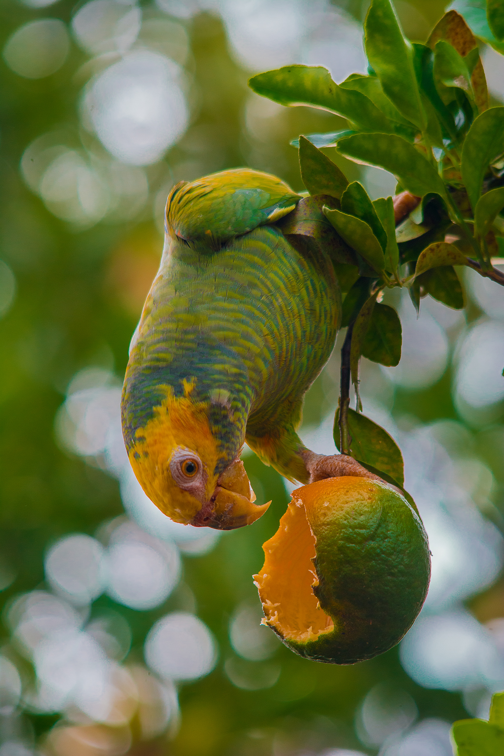 Yellow-faced Parrot (Alipiopsitta xanthops) :: BirdWeather