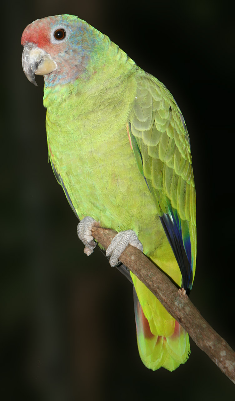 Red-tailed Parrot (Amazona brasiliensis) :: BirdWeather