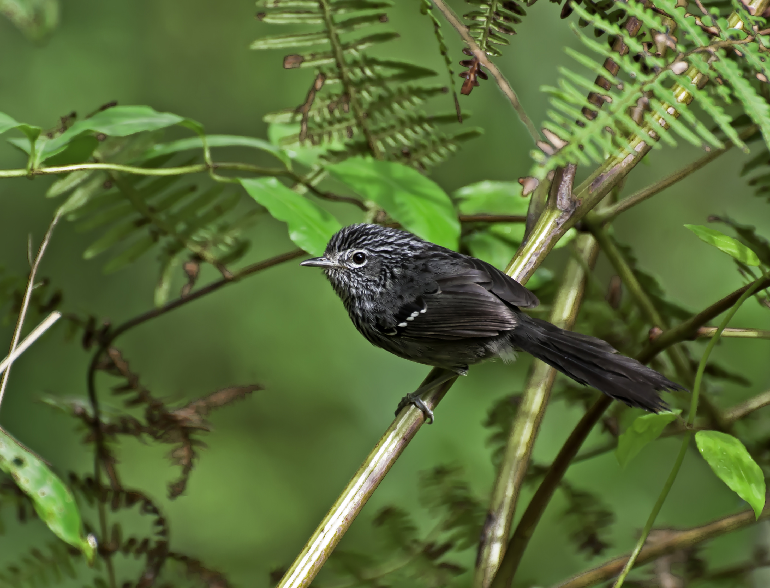 Dusky-tailed Antbird (Drymophila malura) :: BirdWeather