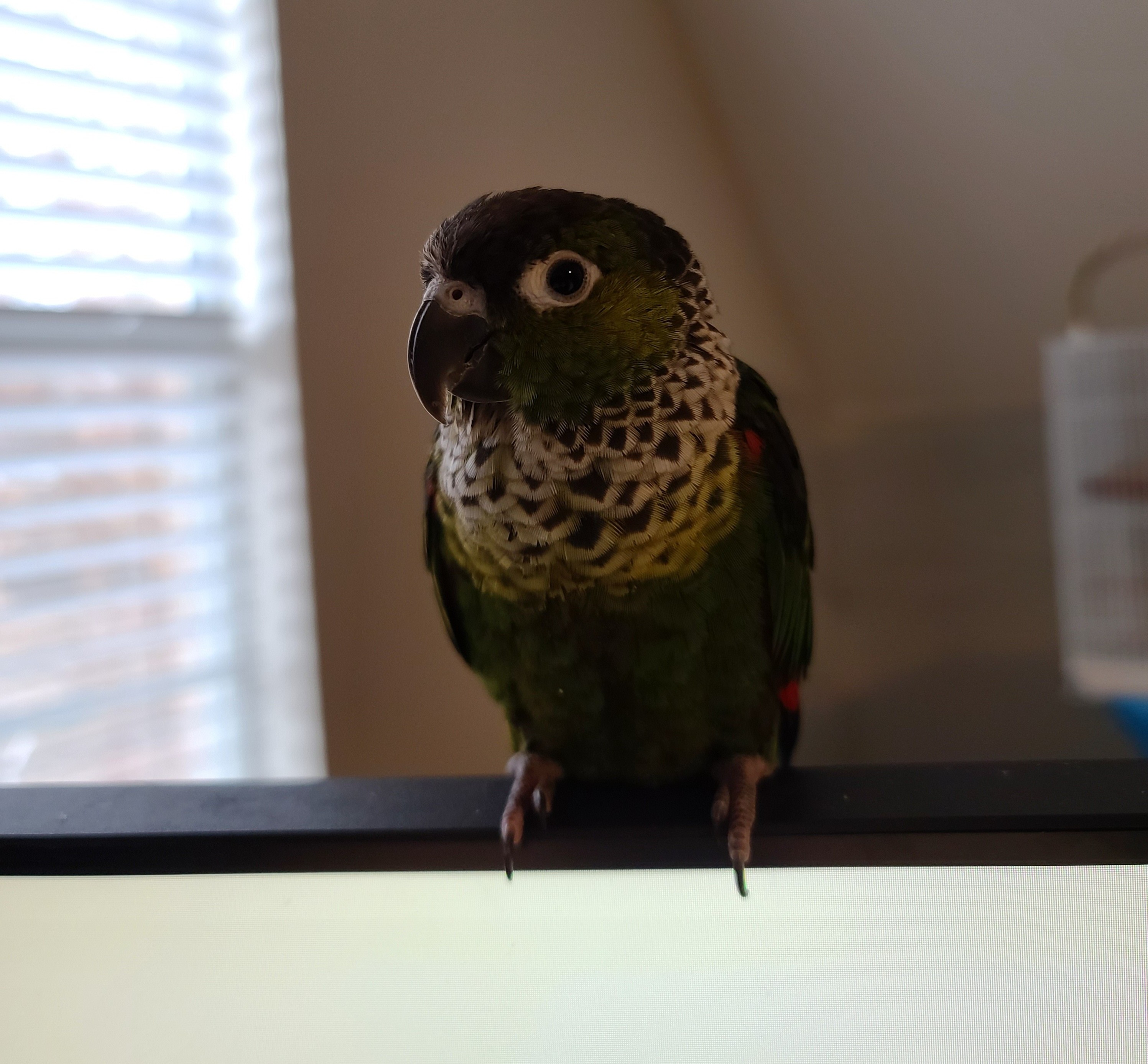 Black-capped Parakeet (Pyrrhura rupicola) :: BirdWeather