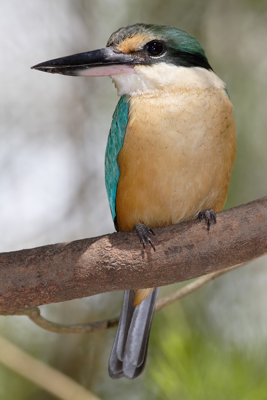 Sacred Kingfisher (Todiramphus sanctus) :: BirdWeather