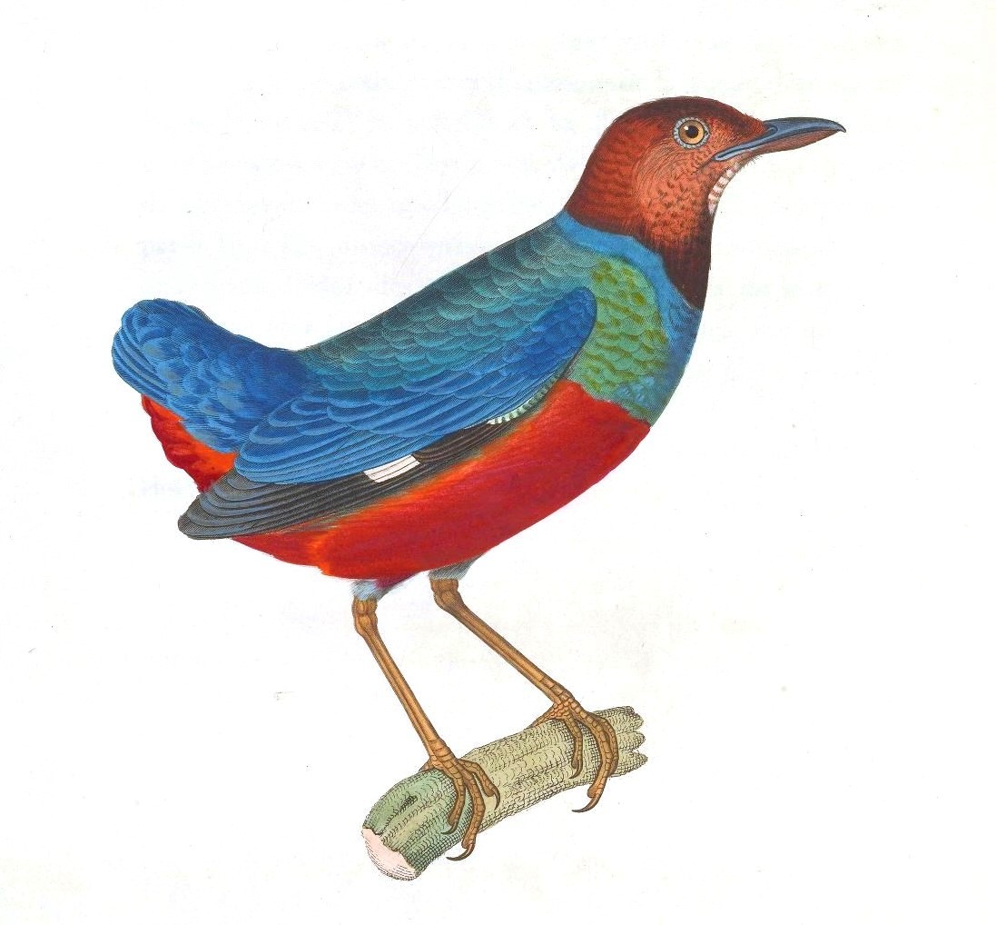 Blue-breasted Pitta (Erythropitta erythrogaster) :: BirdWeather