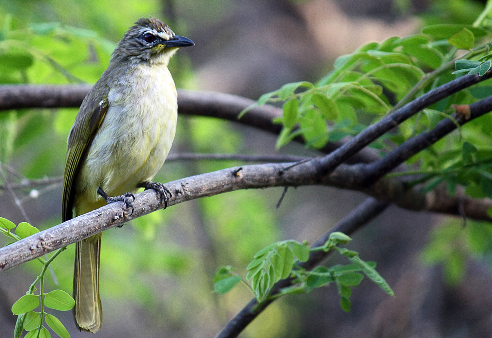 White-browed Bulbul (Pycnonotus luteolus) :: BirdWeather