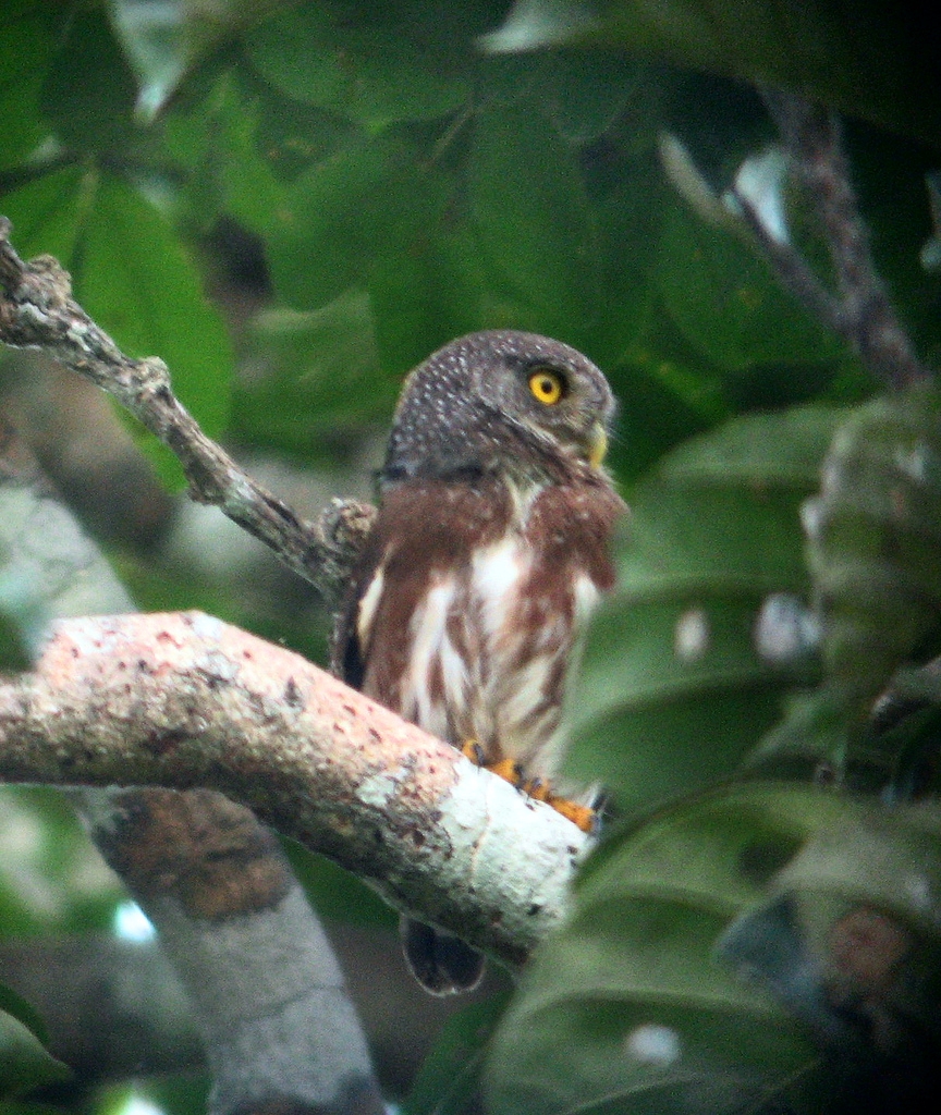 Amazonian Pygmy-Owl (Glaucidium hardyi) :: BirdWeather