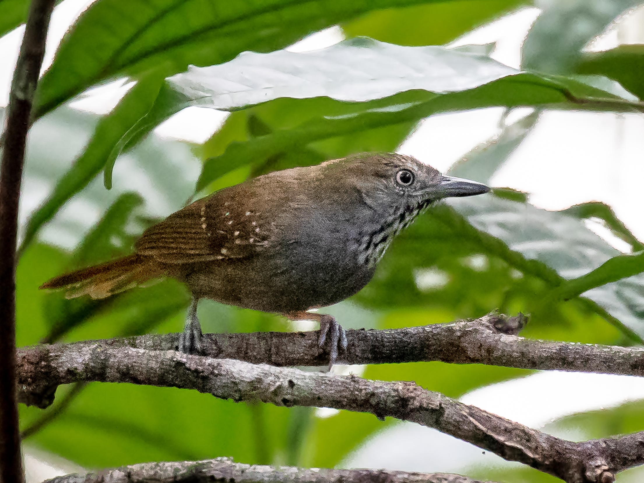 Brown-bellied Stipplethroat (Epinecrophylla gutturalis) :: BirdWeather