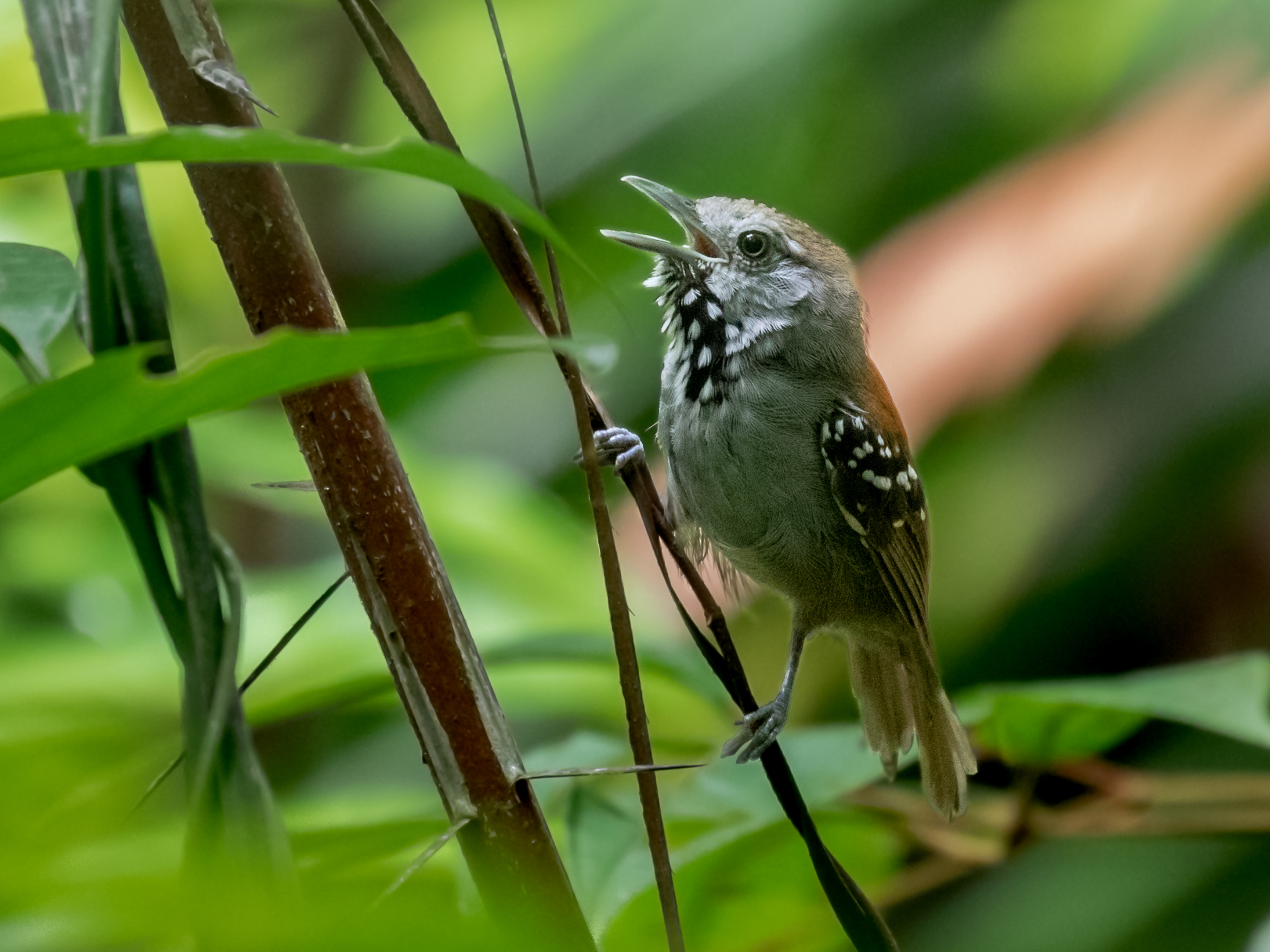 Rio Madeira Stipplethroat (Epinecrophylla amazonica) :: BirdWeather
