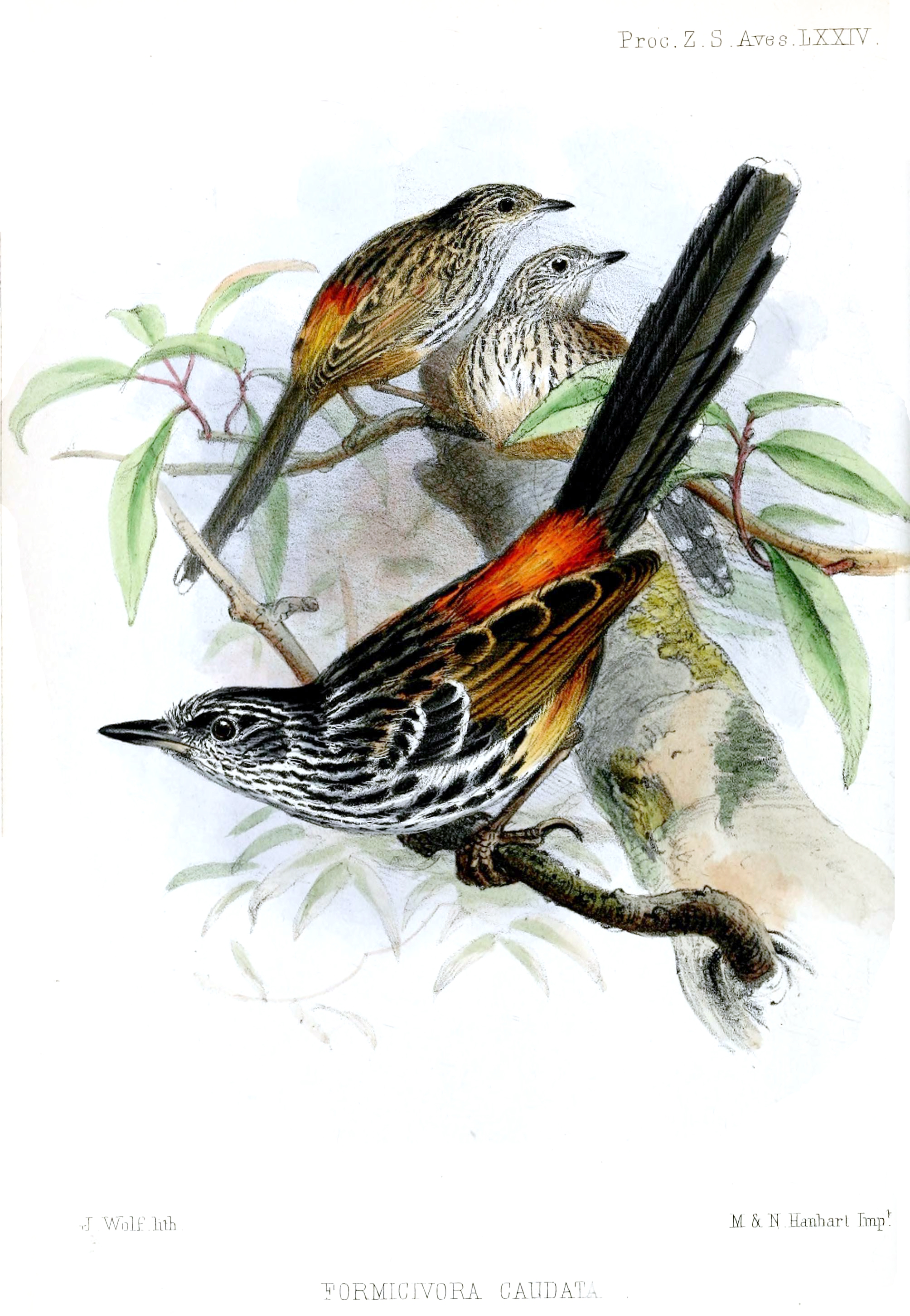 East Andean Antbird (Drymophila caudata) :: BirdWeather