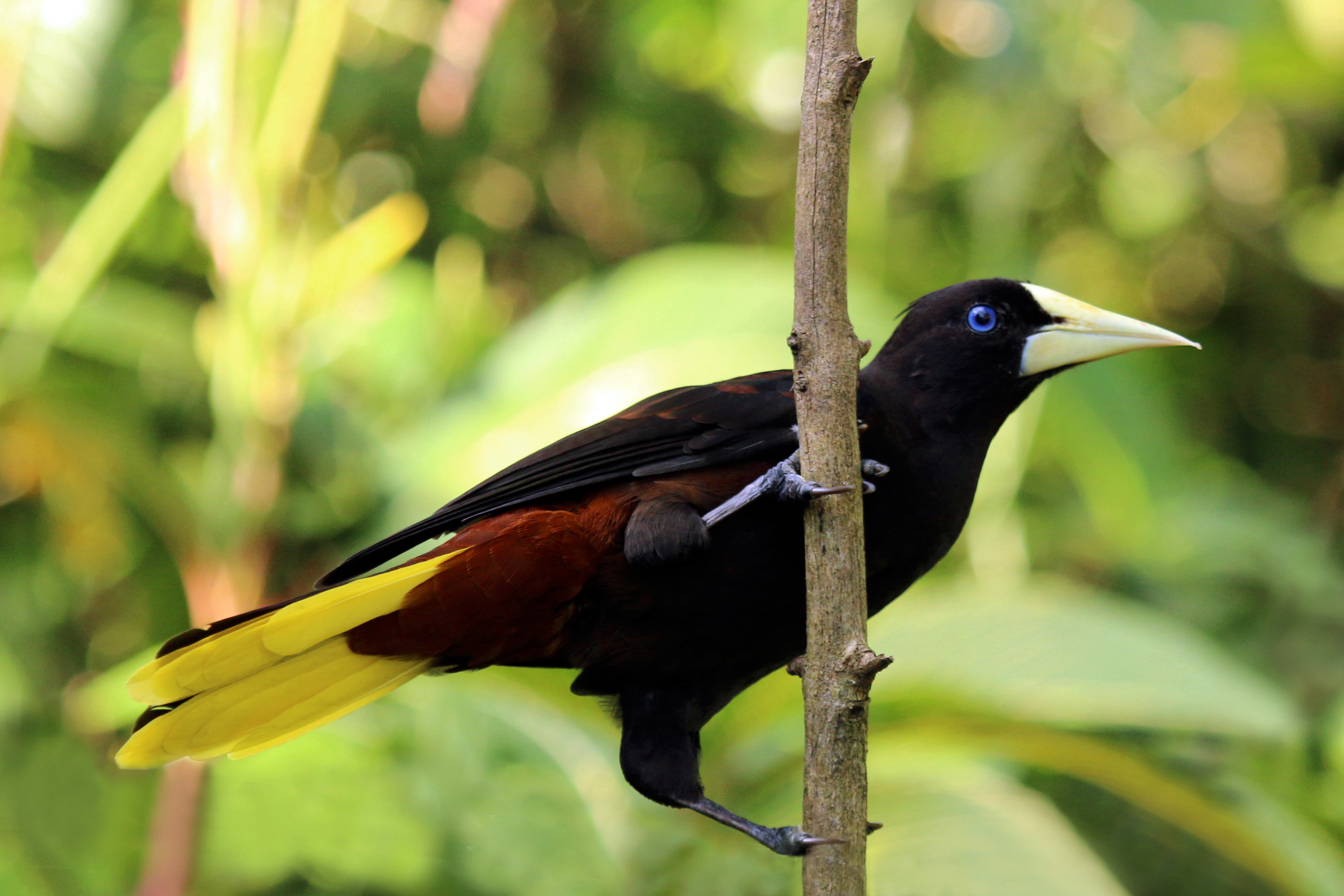 Crested Oropendola (Psarocolius decumanus) :: BirdWeather