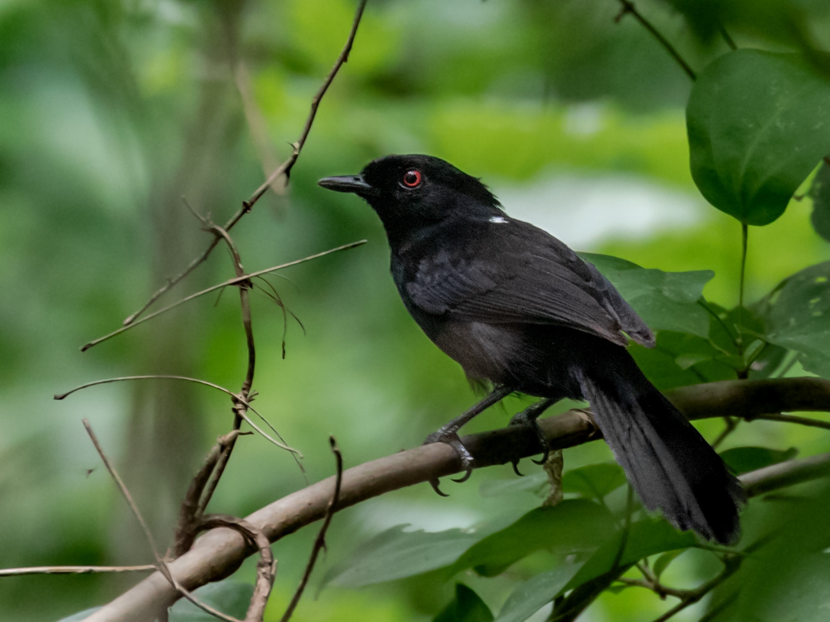 Western Fire-eye (Pyriglena maura) :: BirdWeather