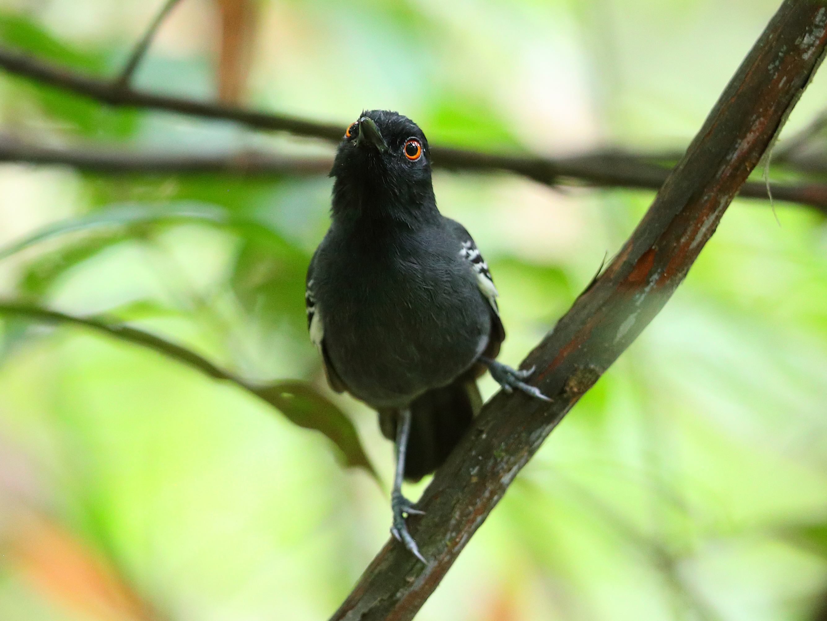 Black-tailed Antbird (Myrmoborus melanurus) :: BirdWeather