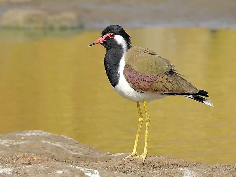 Red-wattled Lapwing (Vanellus indicus) :: BirdWeather