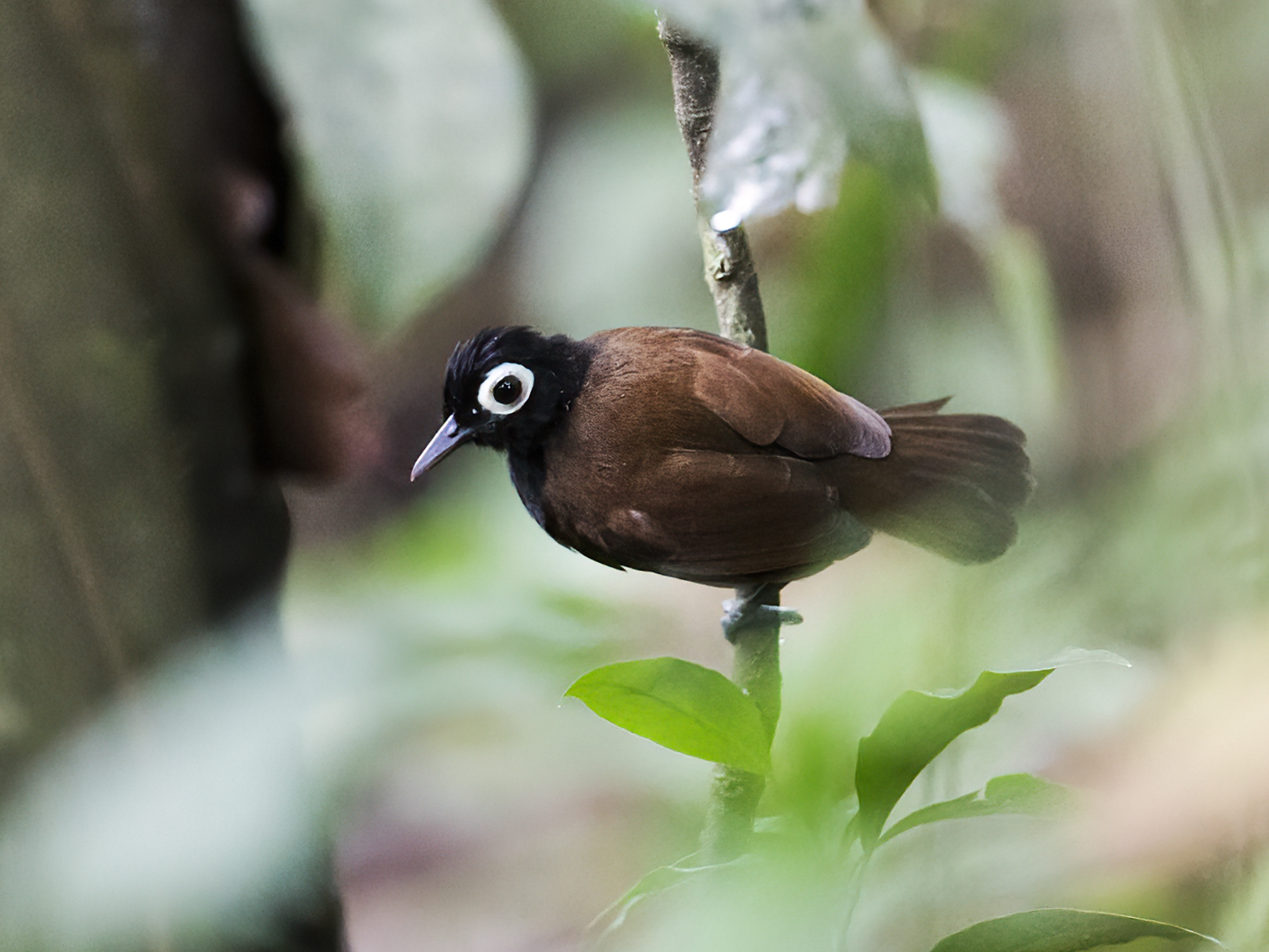 Bare-eyed Antbird (Rhegmatorhina gymnops) :: BirdWeather