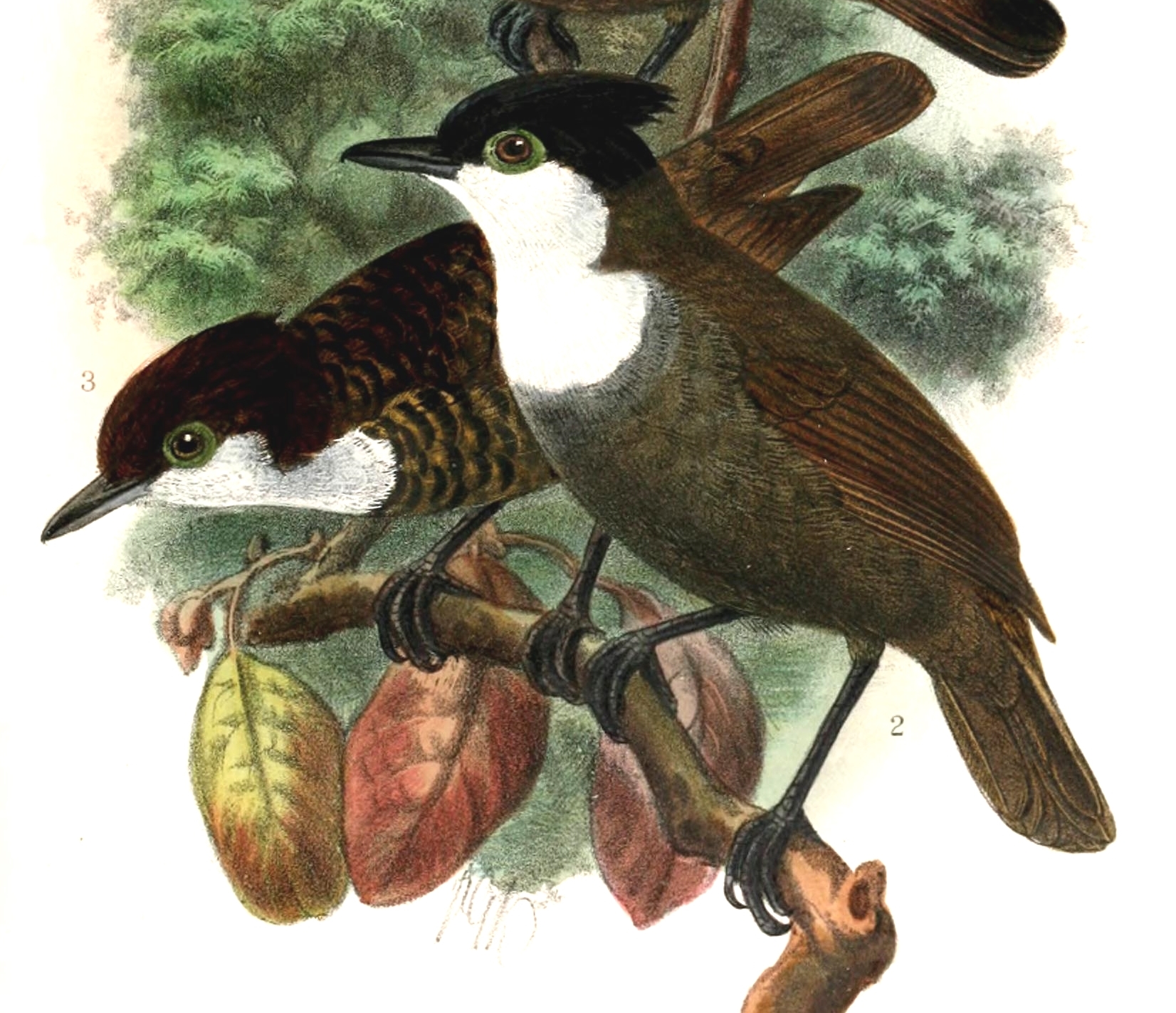 White-breasted Antbird (Rhegmatorhina hoffmannsi) :: BirdWeather