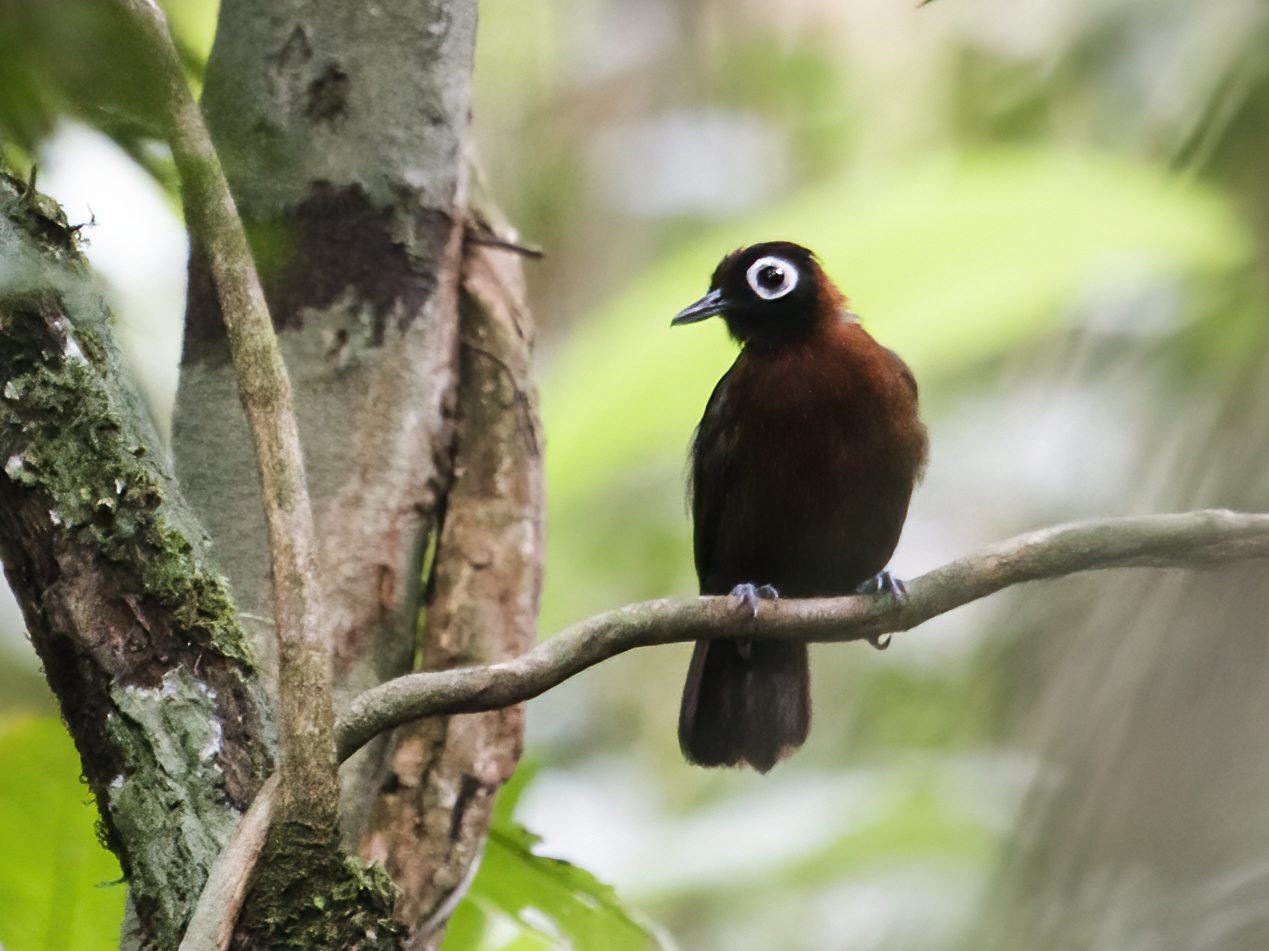Chestnut-crested Antbird (Rhegmatorhina cristata) :: BirdWeather
