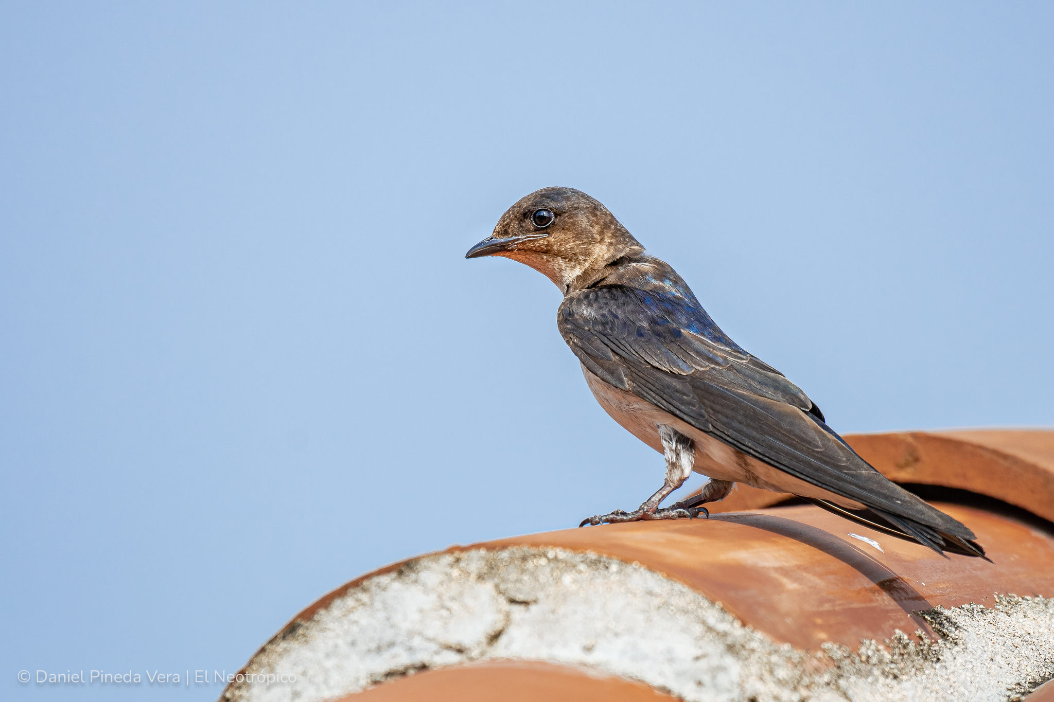 Gray-breasted Martin (Progne chalybea) :: BirdWeather