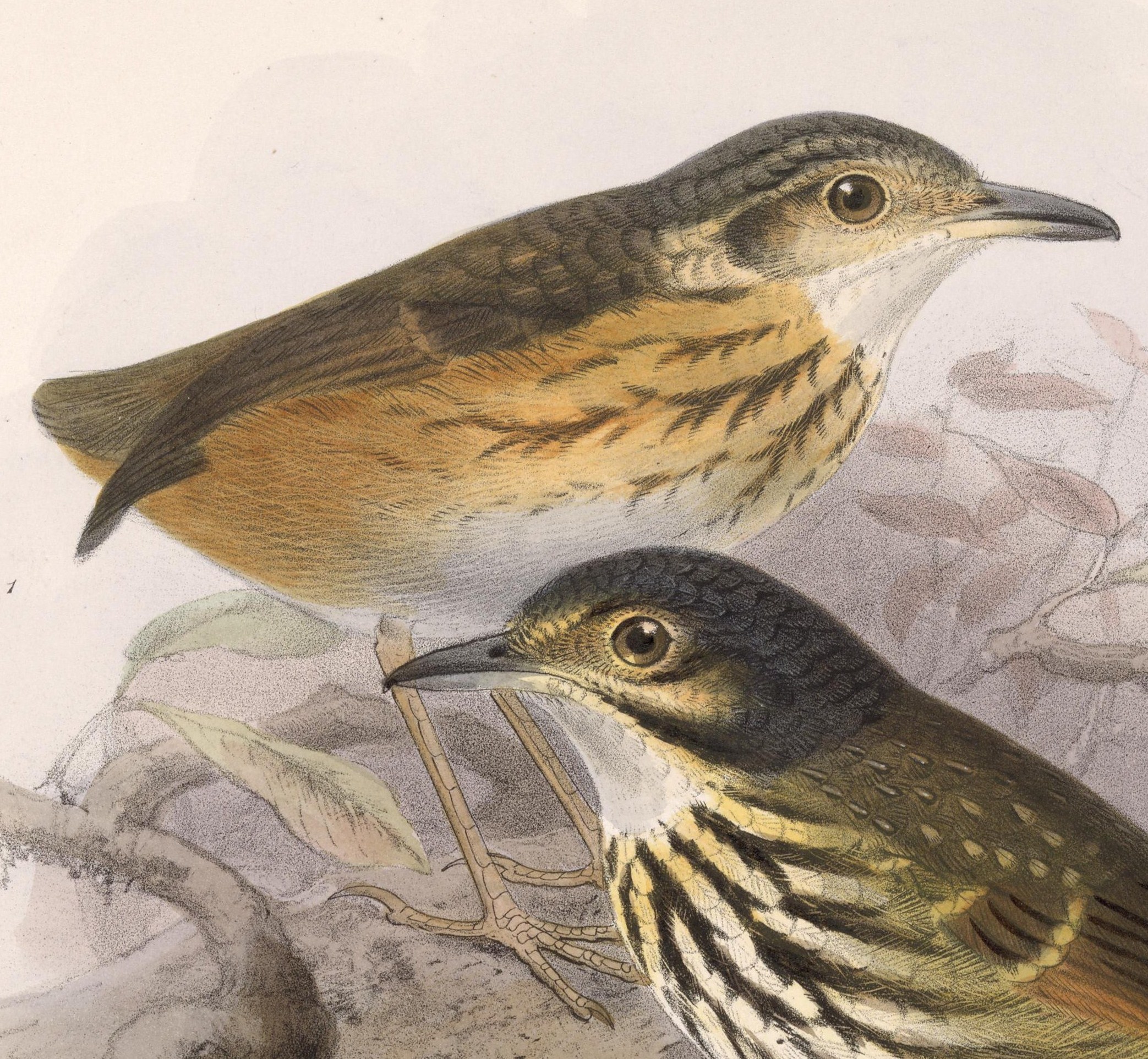 Thicket Antpitta (Myrmothera dives) :: BirdWeather