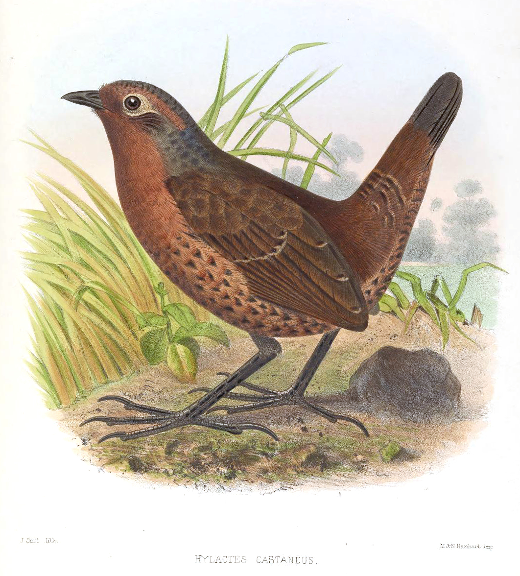 Chestnut-throated Huet-huet (Pteroptochos castaneus) :: BirdWeather