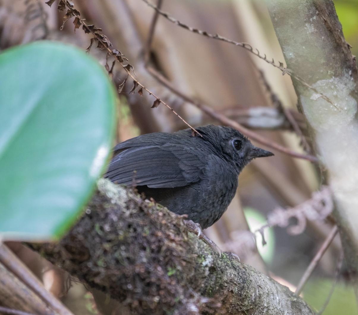 Brown-rumped Tapaculo (Scytalopus latebricola) :: BirdWeather
