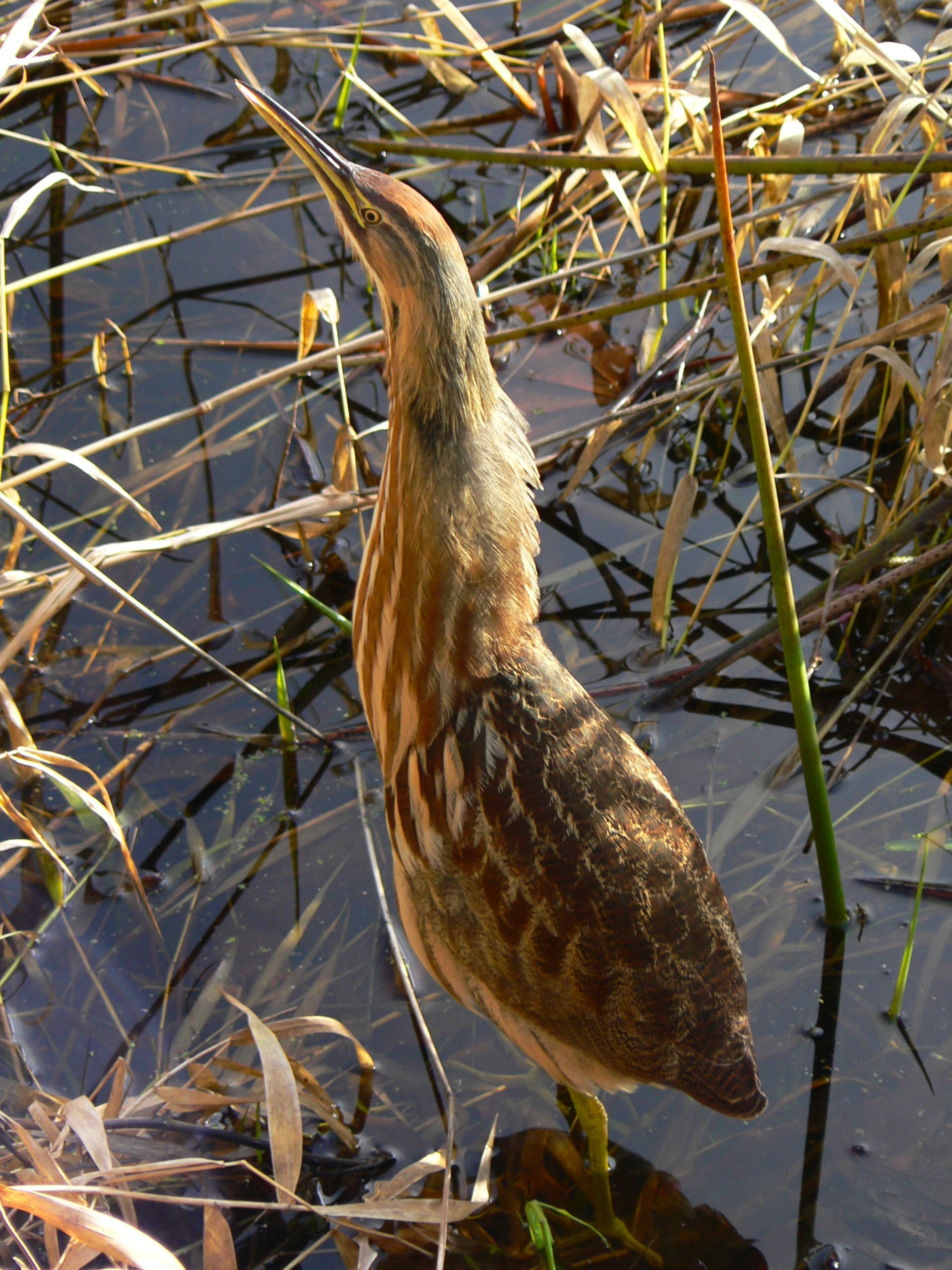 American Bittern (Botaurus lentiginosus) :: BirdWeather