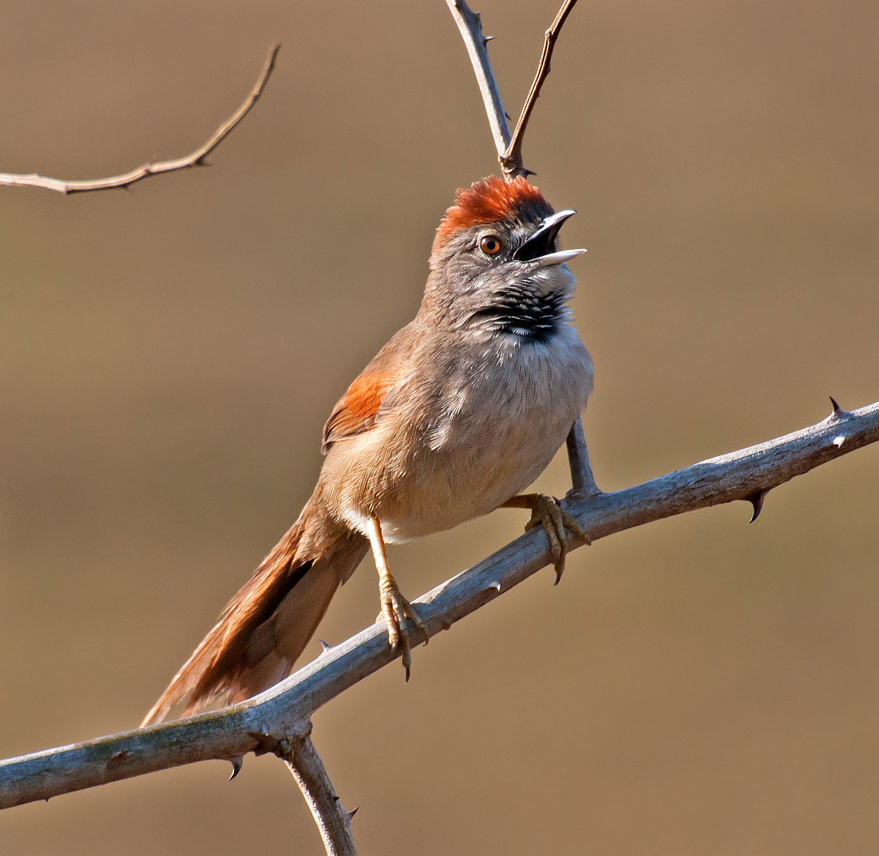 Pale-breasted Spinetail (Synallaxis albescens) :: BirdWeather
