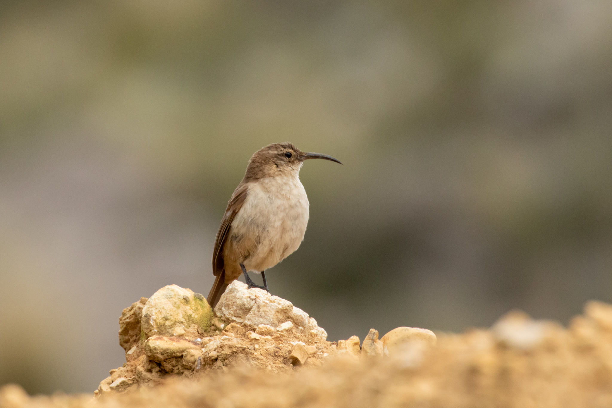Buff-breasted Earthcreeper (Upucerthia validirostris) :: BirdWeather