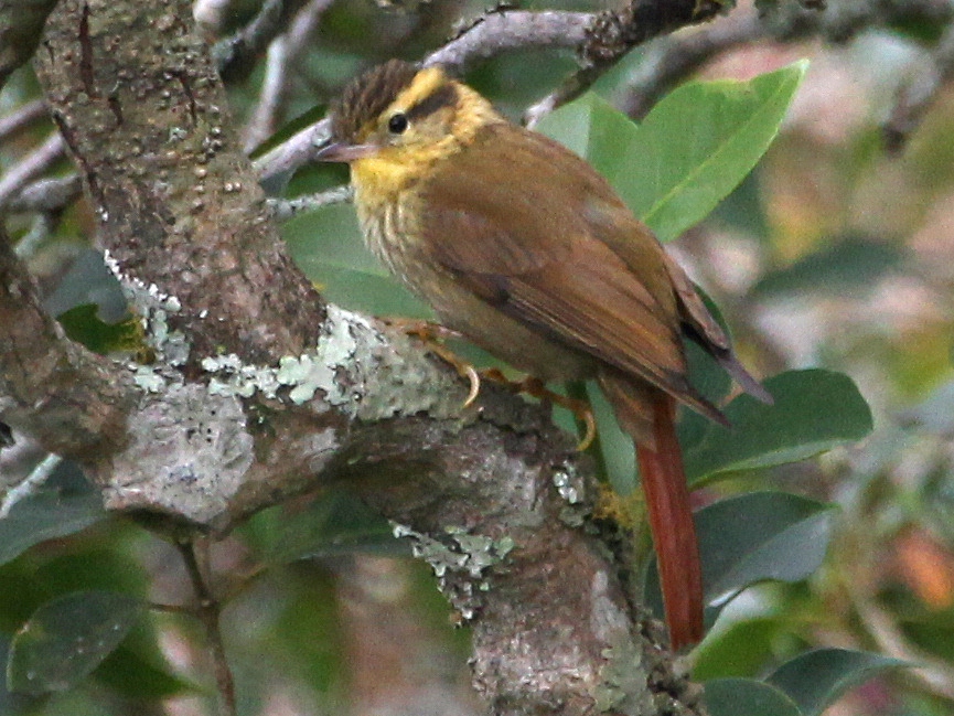 Sharp-billed Treehunter (Heliobletus contaminatus) :: BirdWeather