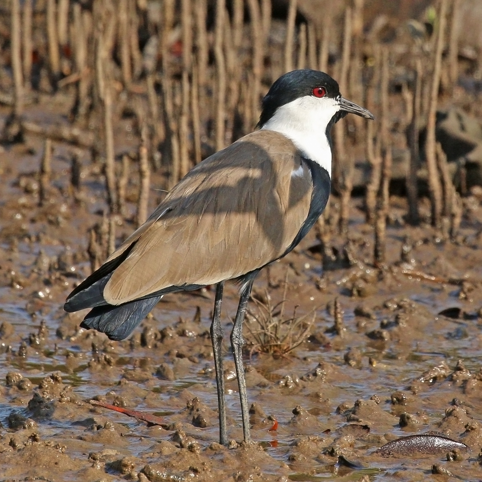 Spur-winged Lapwing (Vanellus spinosus) :: BirdWeather