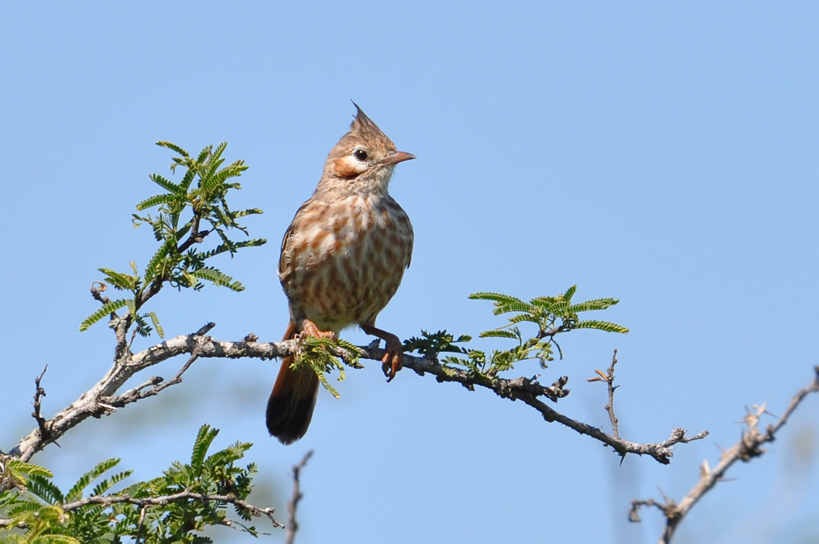 Lark-like Brushrunner (Coryphistera alaudina) :: BirdWeather