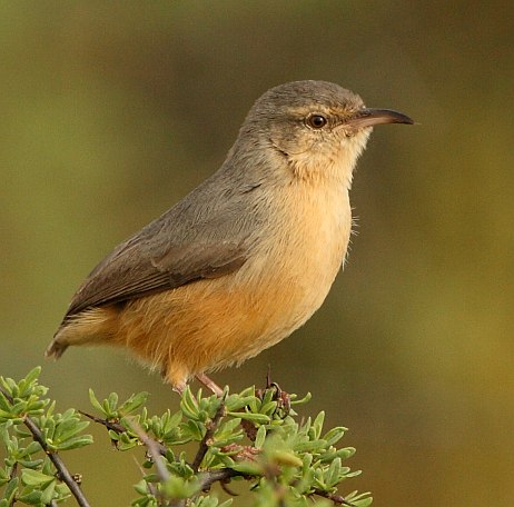 Cape Crombec (Sylvietta rufescens) :: BirdWeather