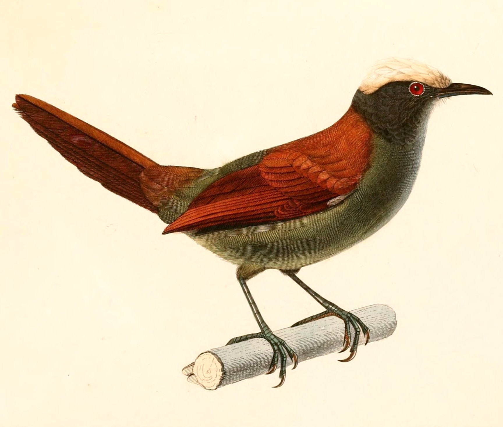 Light-crowned Spinetail (Cranioleuca albiceps) :: BirdWeather