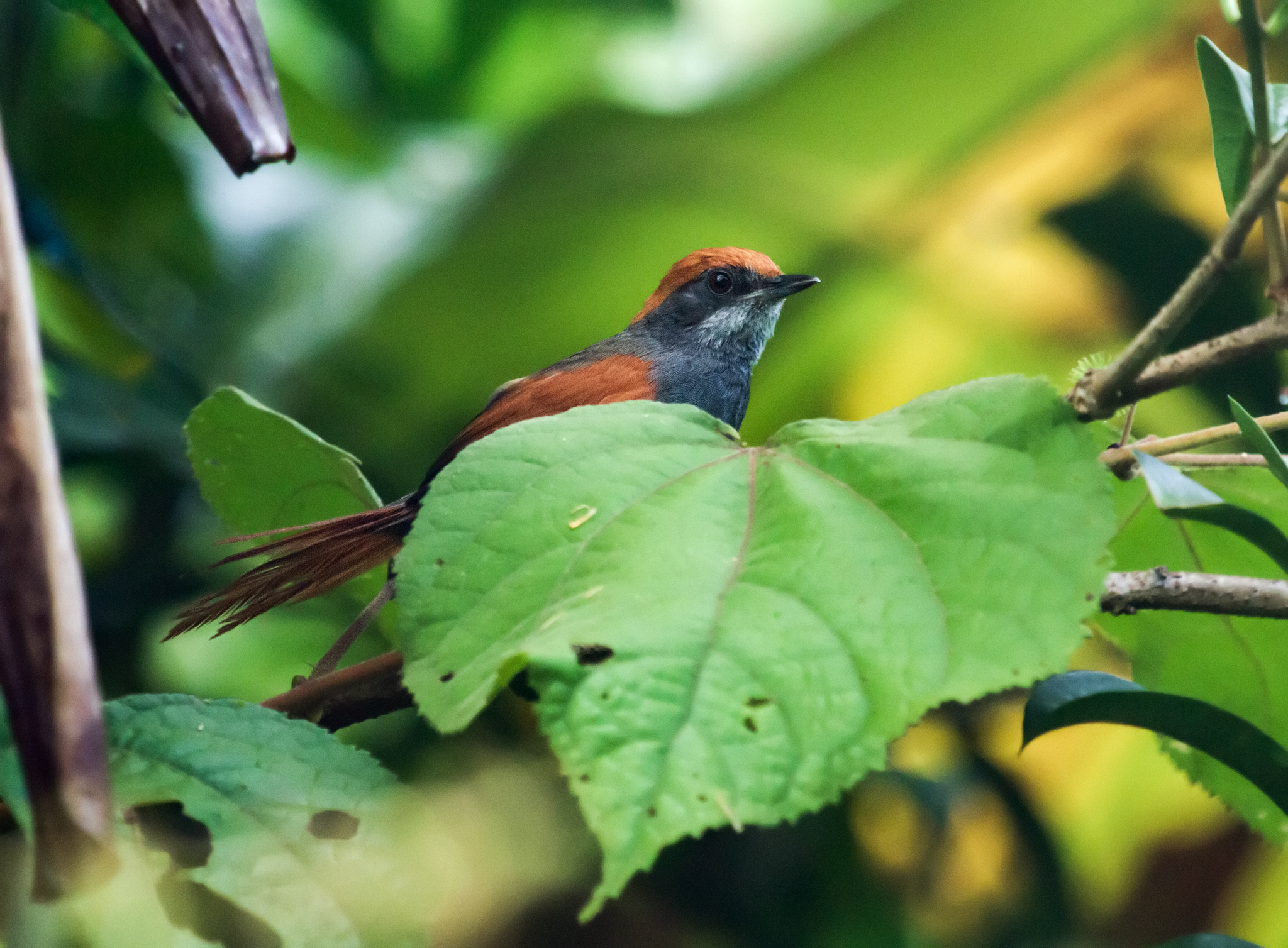 Pinto's Spinetail (Synallaxis infuscata) :: BirdWeather