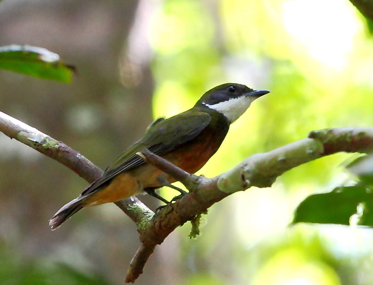 Yellow-crowned Manakin (Heterocercus flavivertex) :: BirdWeather