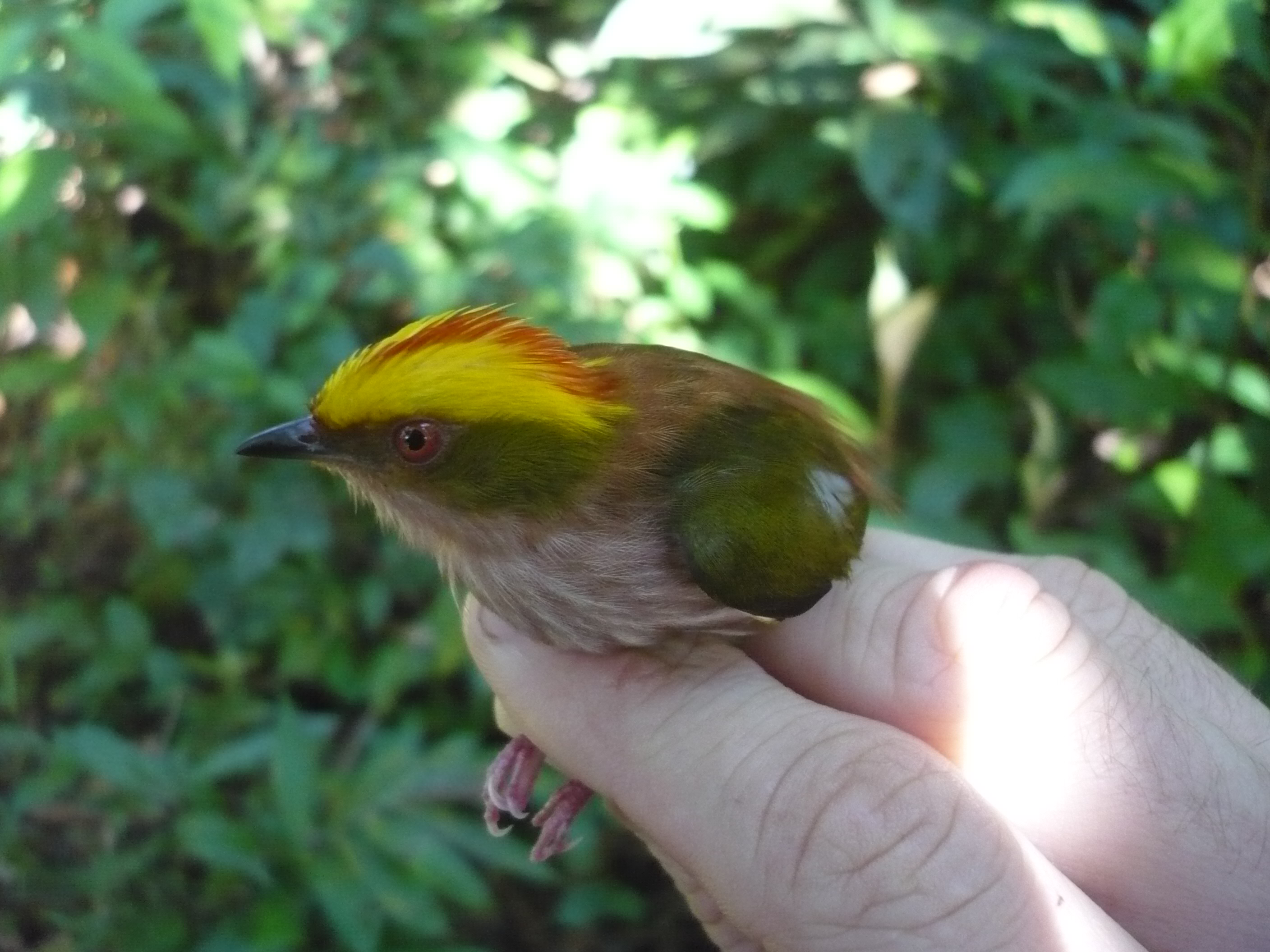 Fiery-capped Manakin (Machaeropterus pyrocephalus) :: BirdWeather