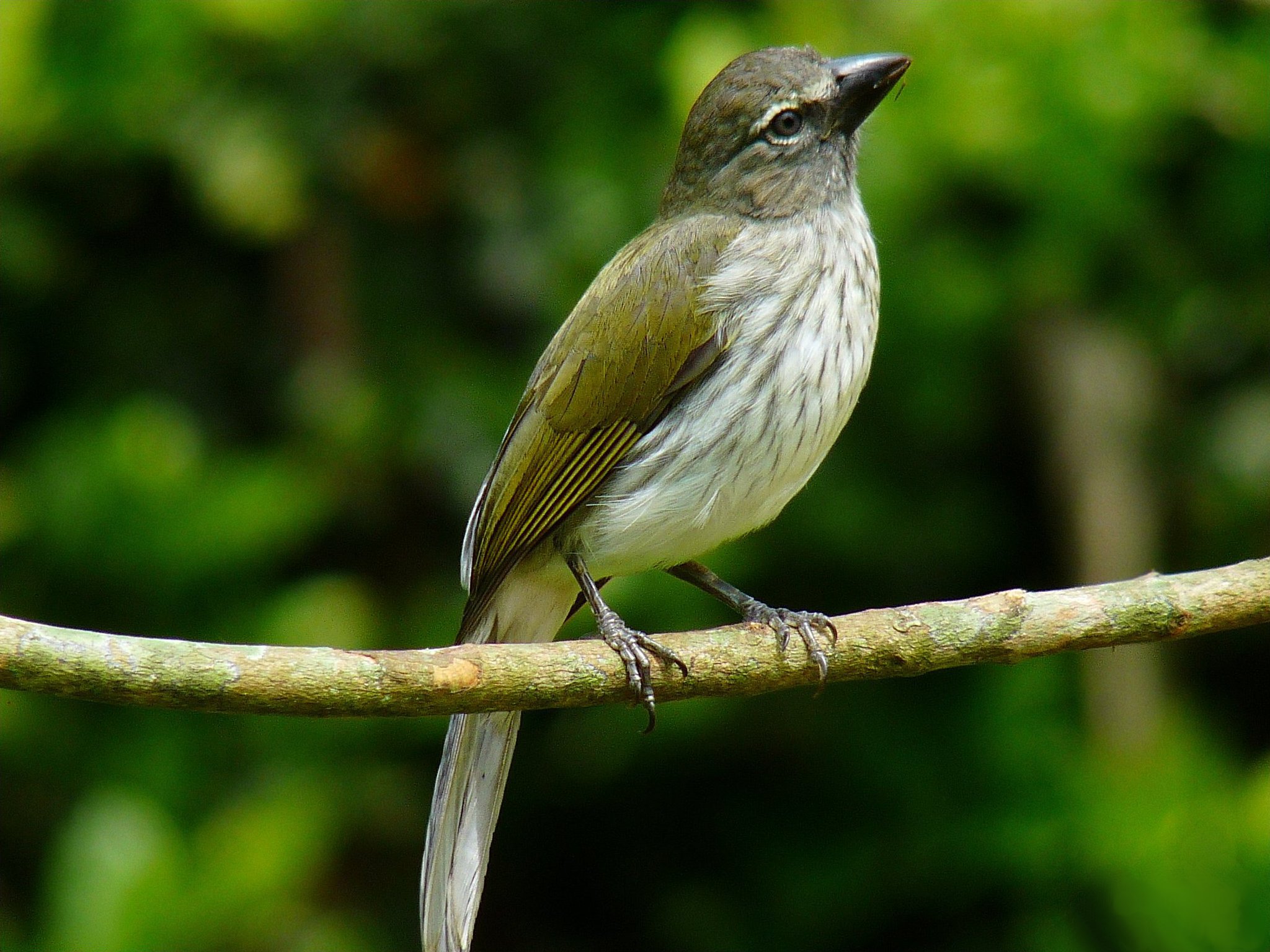 Streaked Saltator (Saltator striatipectus) :: BirdWeather