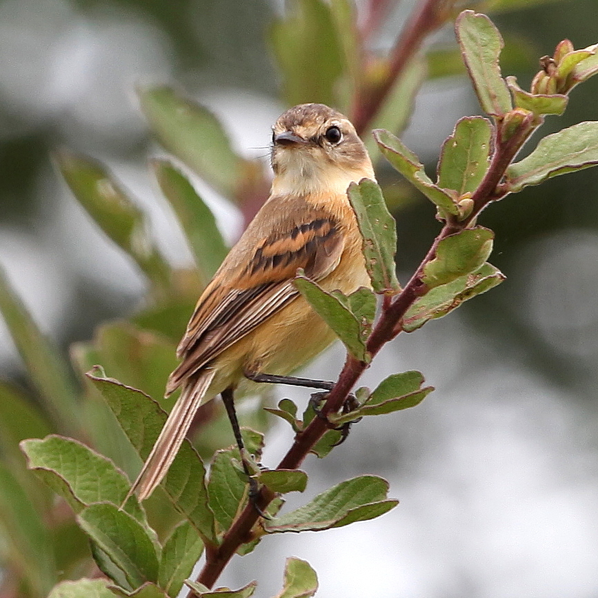 Bearded Tachuri (Polystictus pectoralis) :: BirdWeather