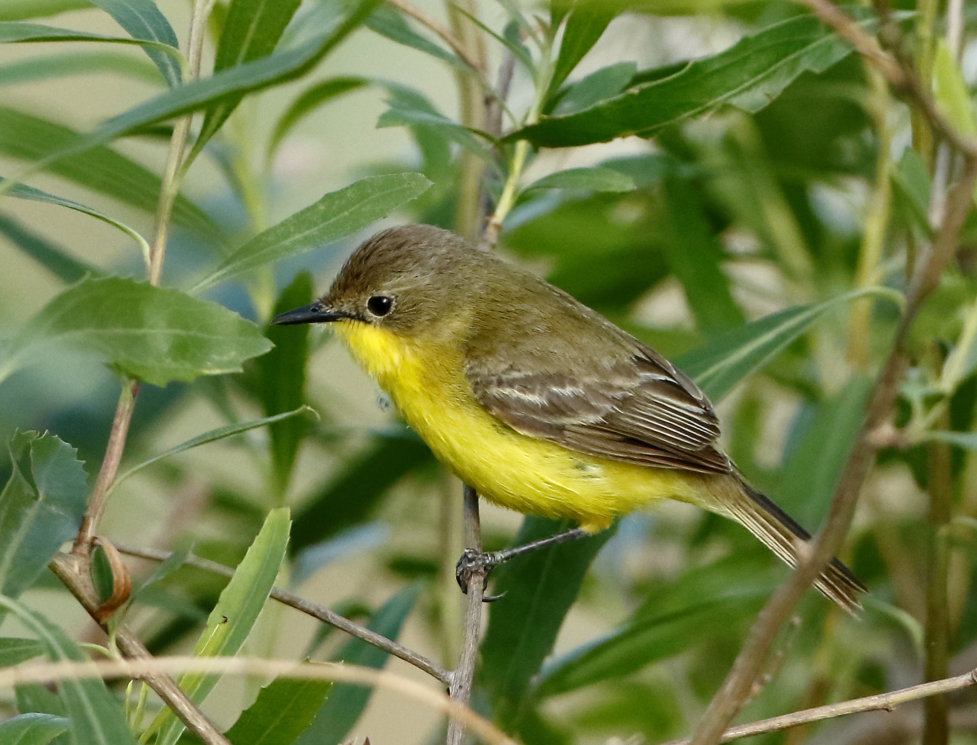 Dinelli's Doradito (Pseudocolopteryx dinelliana) :: BirdWeather