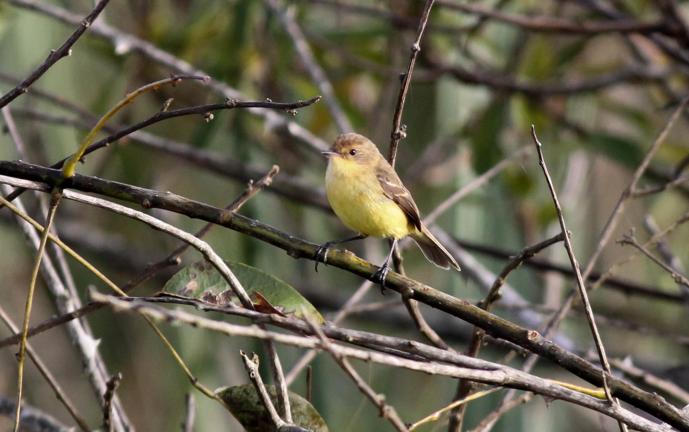 Warbling Doradito (Pseudocolopteryx flaviventris) :: BirdWeather