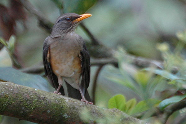 African Thrush (Turdus pelios) :: BirdWeather