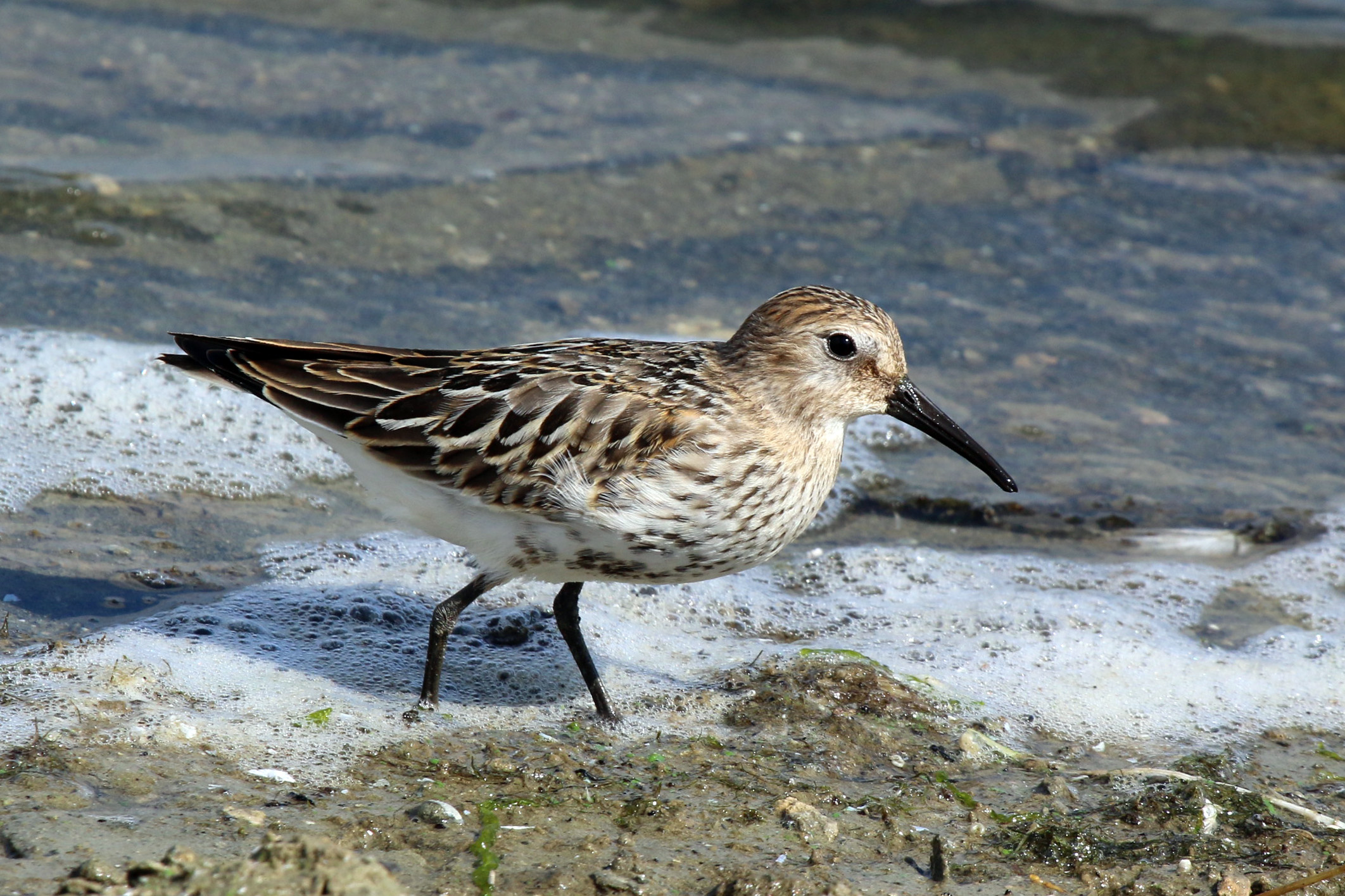 Dunlin (Calidris alpina) :: BirdWeather