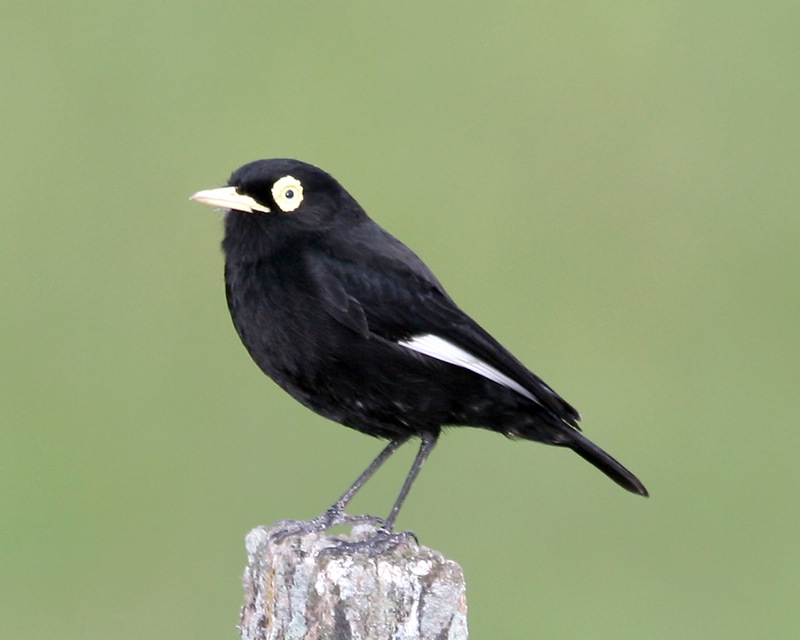 Spectacled Tyrant (Hymenops perspicillatus) :: BirdWeather
