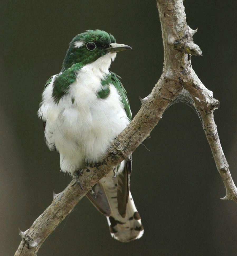 Klaas's Cuckoo (Chrysococcyx klaas) :: BirdWeather