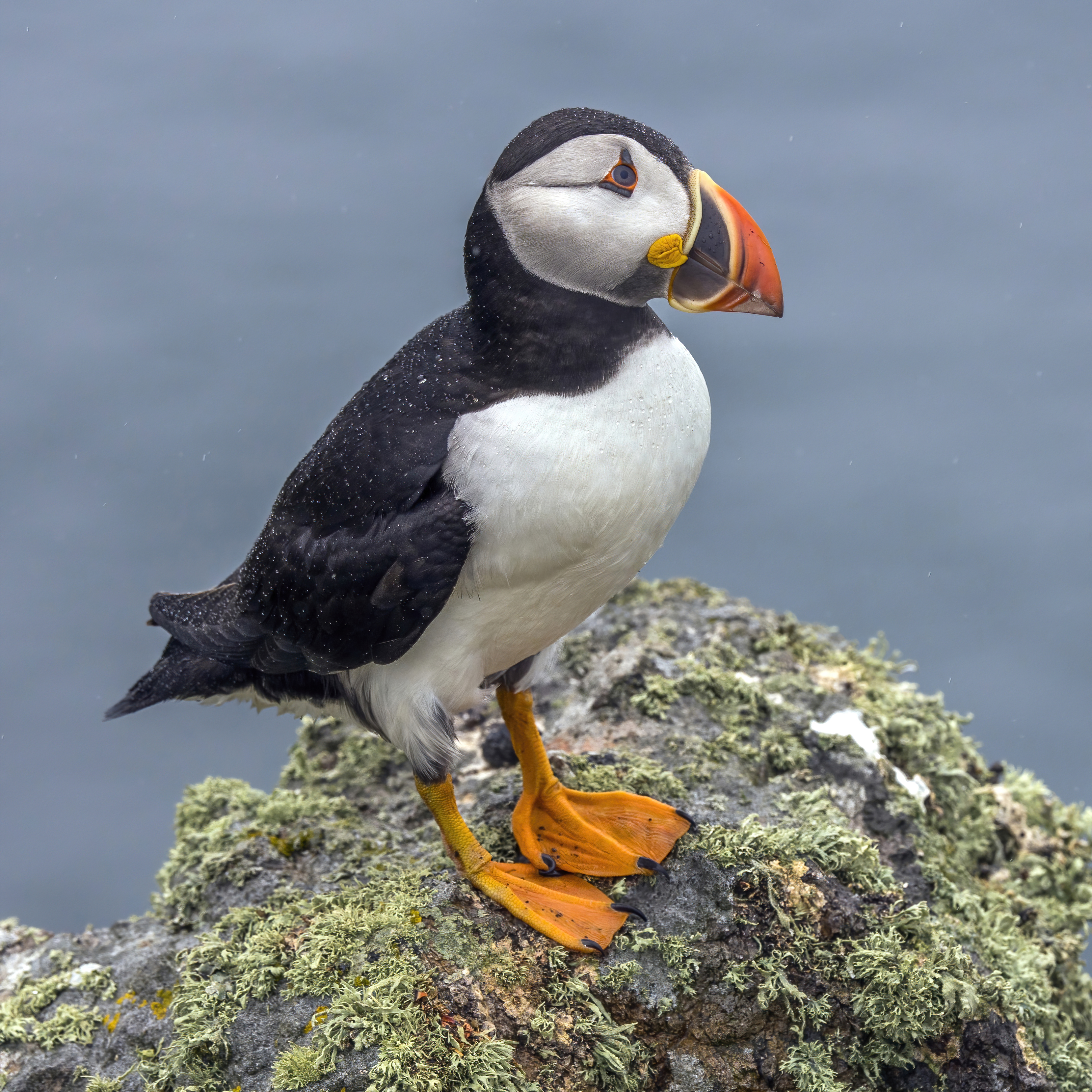 Atlantic Puffin (Fratercula arctica) :: BirdWeather