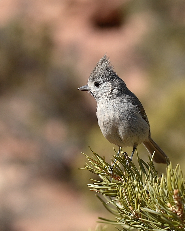 Juniper Titmouse (Baeolophus ridgwayi) :: BirdWeather
