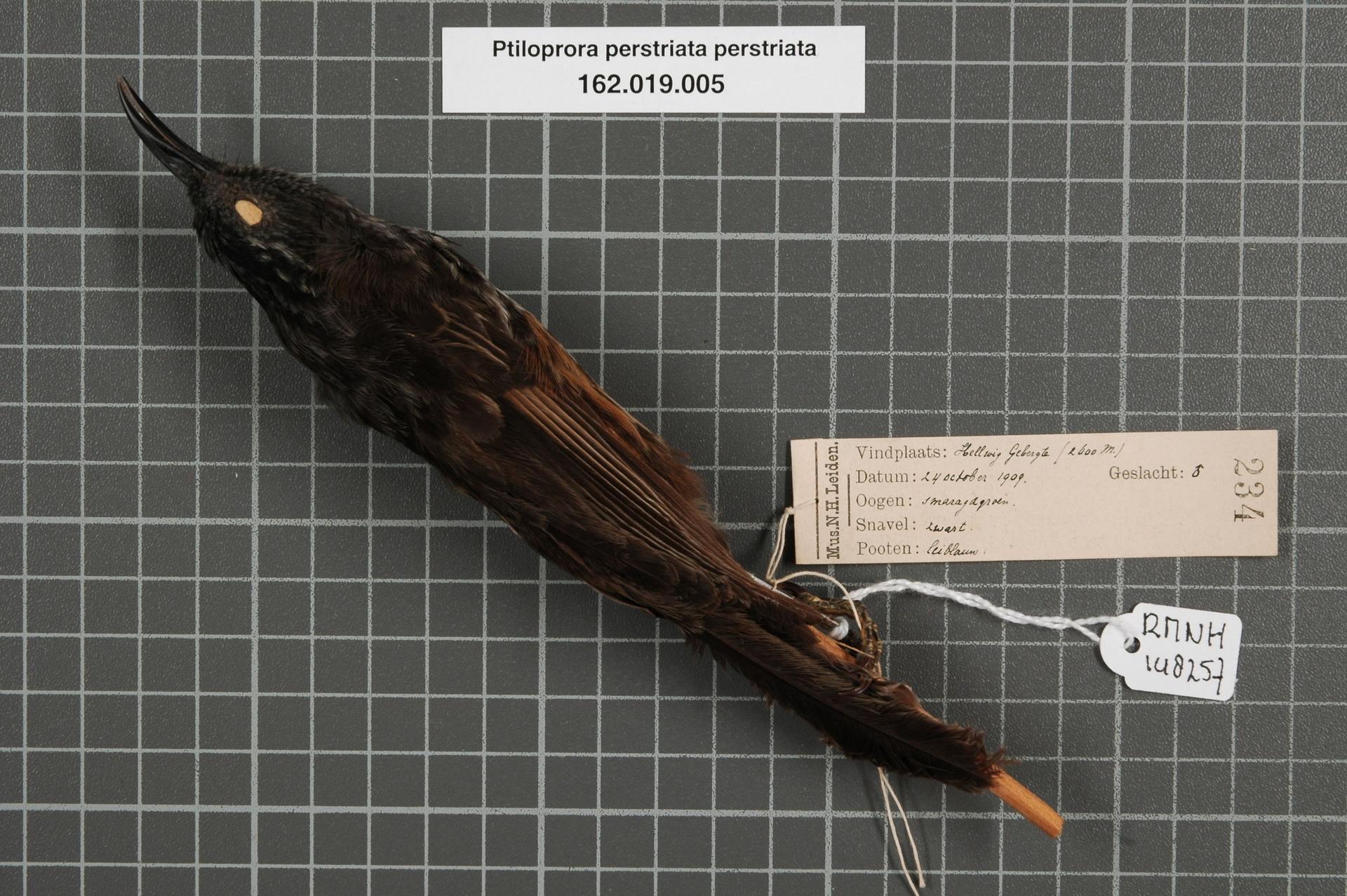 Gray-streaked Honeyeater (Ptiloprora perstriata) :: BirdWeather